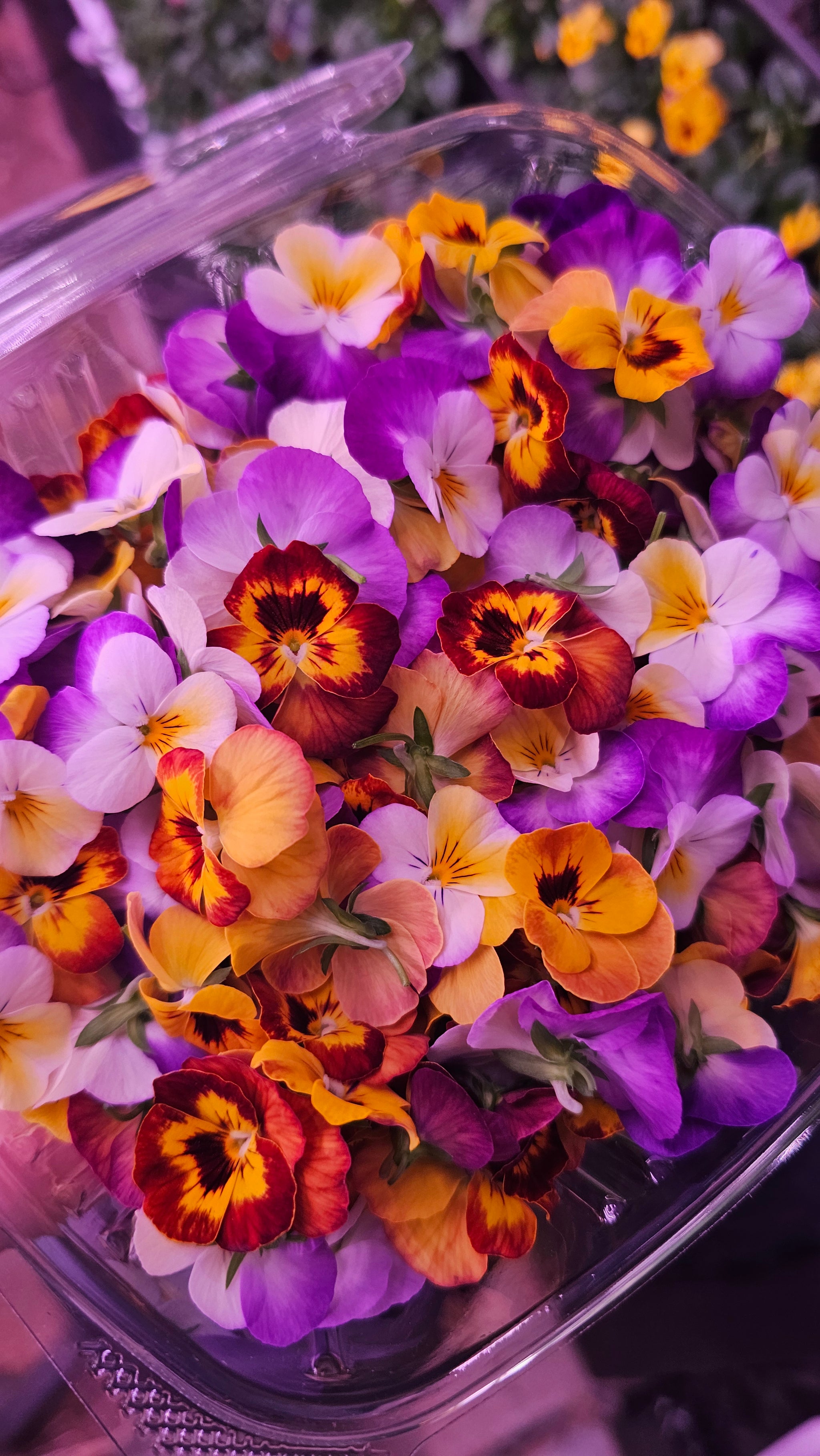 Edible Viola Flowers 35ct
